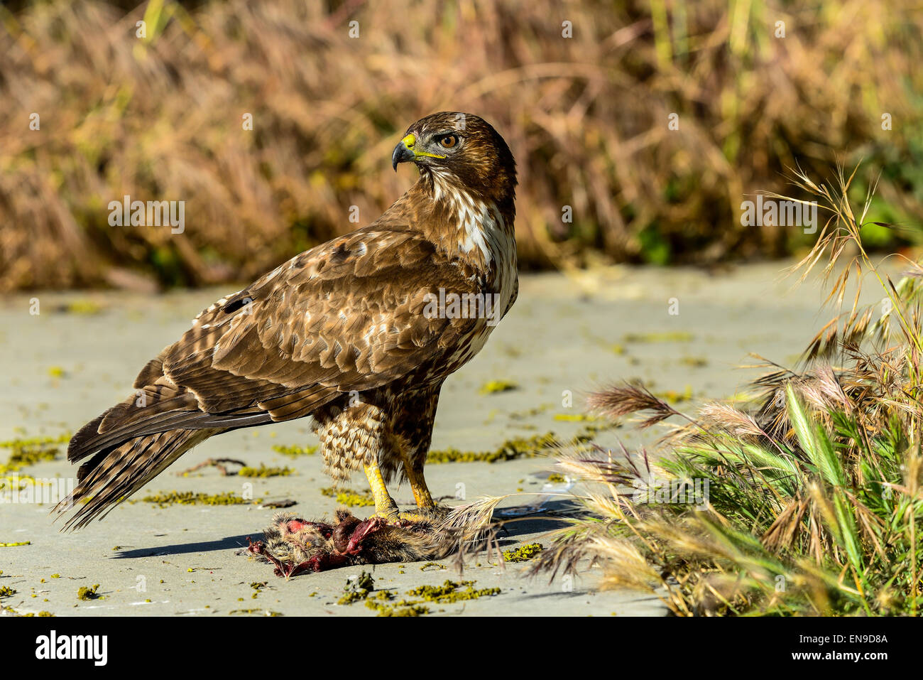 Ferruginous hawk hi-res stock photography and images - Alamy