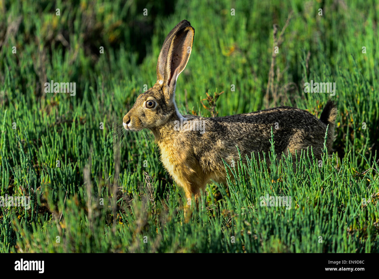 Jackrabbit hi-res stock photography and images - Alamy