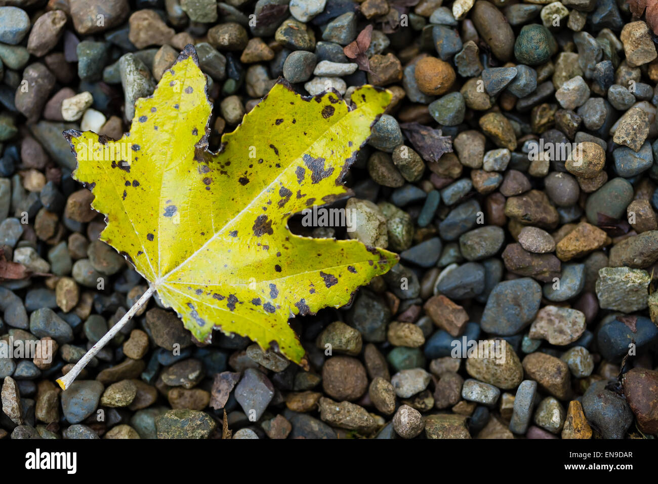Dead dying leaves leafs hi-res stock photography and images - Alamy
