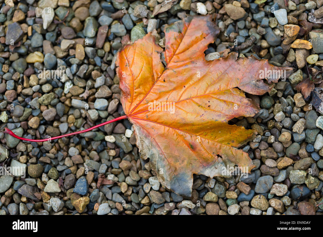 composition of dead leaves Stock Photo - Alamy