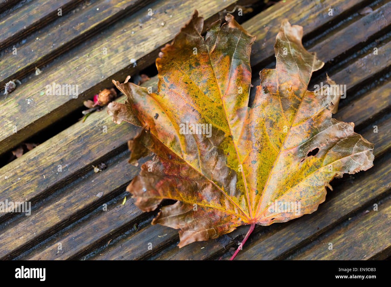 Dying cluster leaves hi-res stock photography and images - Alamy