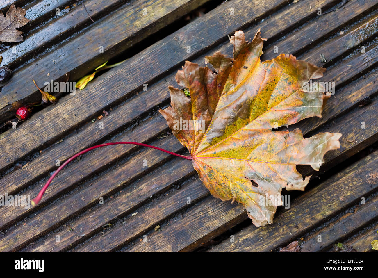 Dying cluster leaves hi-res stock photography and images - Alamy
