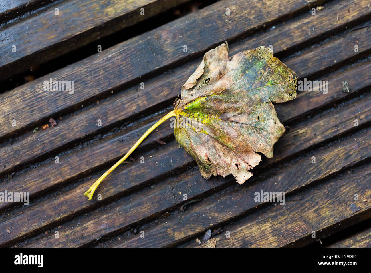 Dead Leaves Chart | Imatest Test Charts – FNVCJY