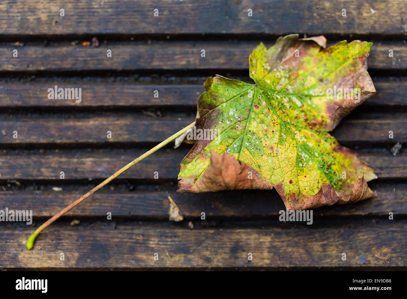 composition of dead leaves Stock Photo - Alamy