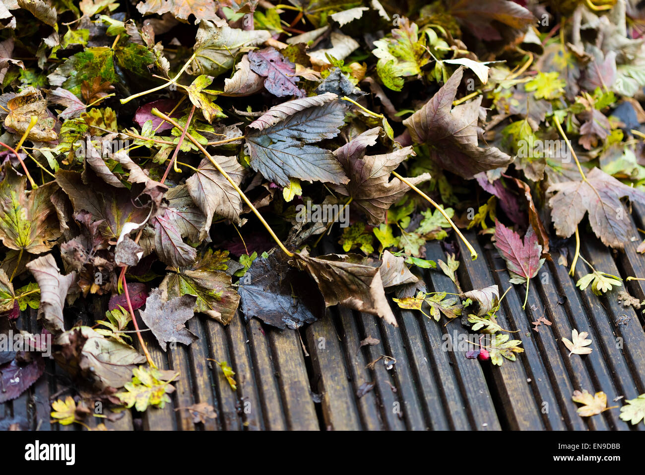 Dead dying leaves leafs hi-res stock photography and images - Alamy