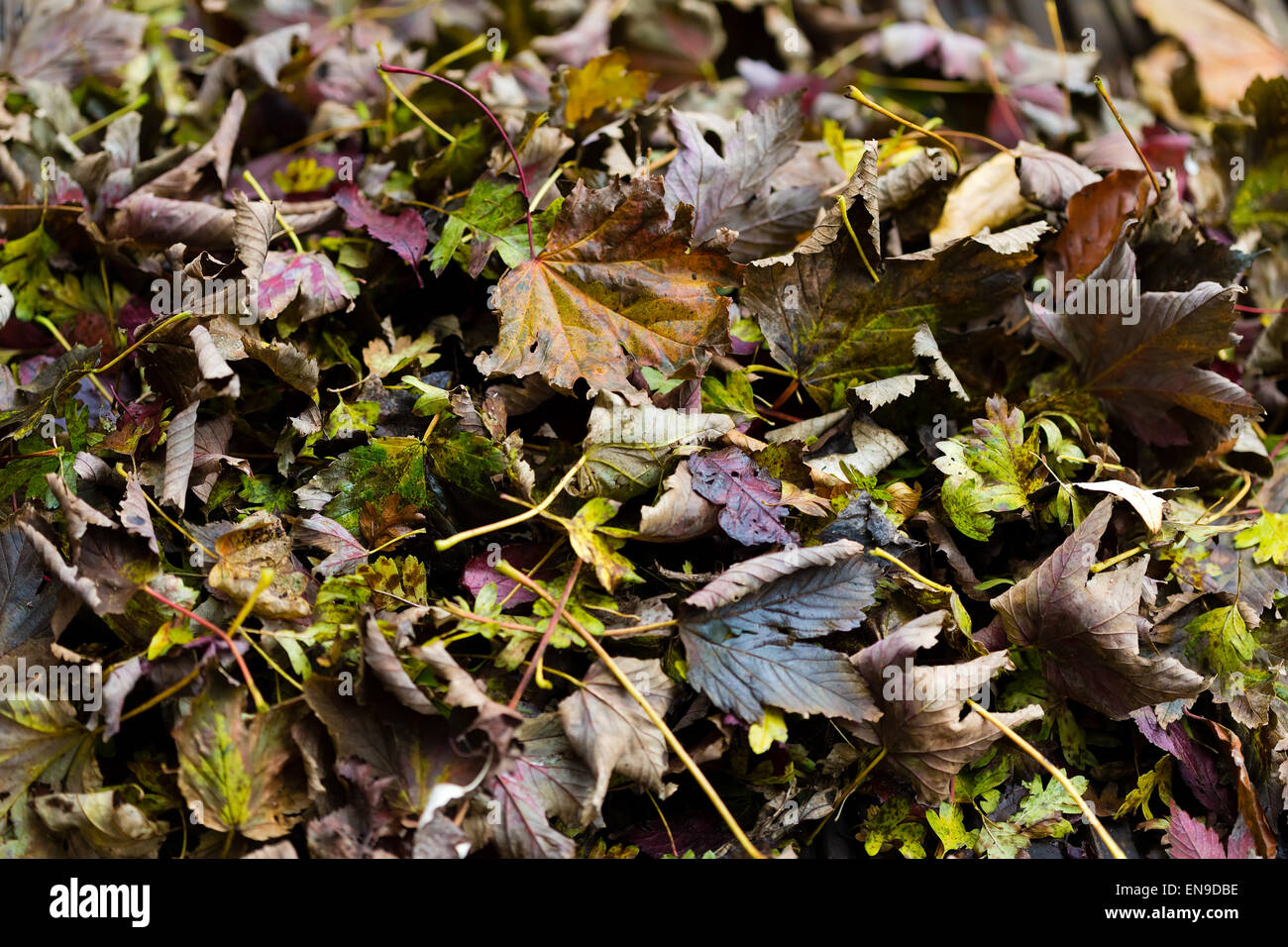 Dying cluster leaves hi-res stock photography and images - Alamy