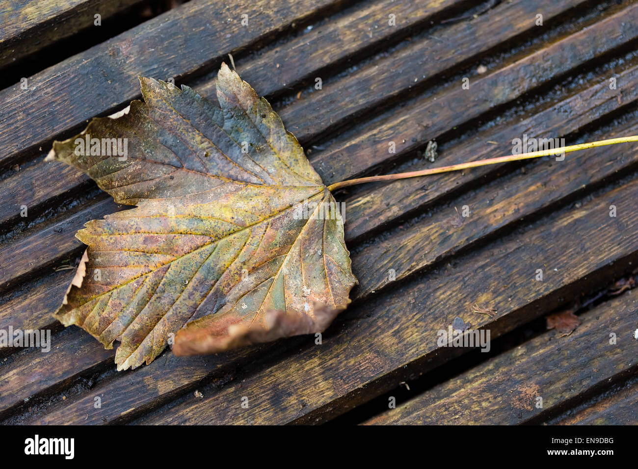 composition of dead leaves Stock Photo - Alamy