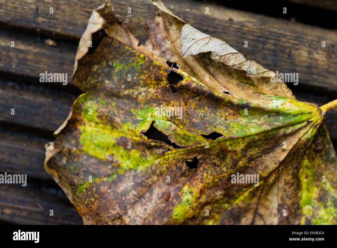 composition of dead leaves Stock Photo - Alamy