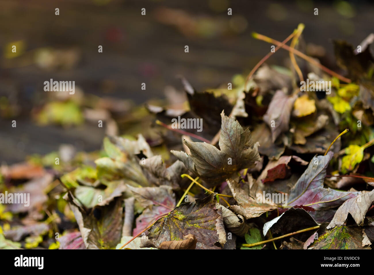 Dead Leaves Chart | Imatest Test Charts – FNVCJY