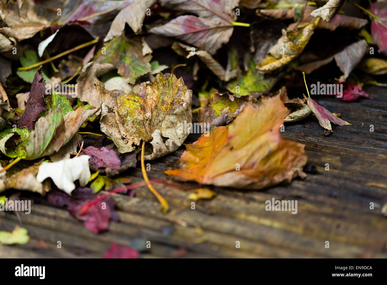 composition of dead leaves Stock Photo - Alamy