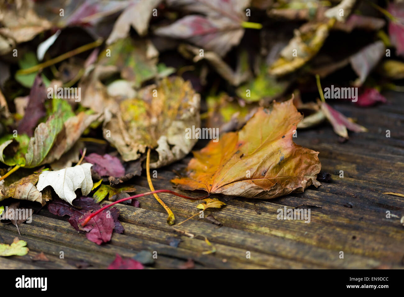 Dying cluster leaves hi-res stock photography and images - Alamy