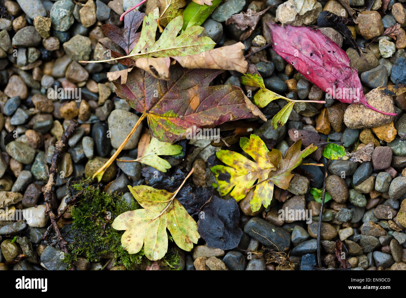 Dead dying leaves leafs hi-res stock photography and images - Alamy