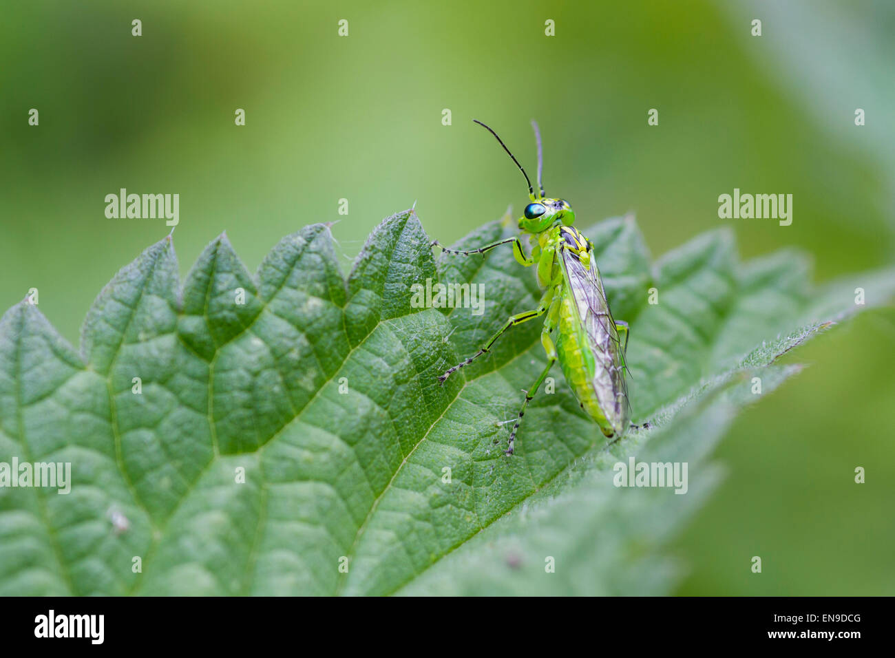 Rhogogaster viridis is a common sawfly in the UK Stock Photo - Alamy