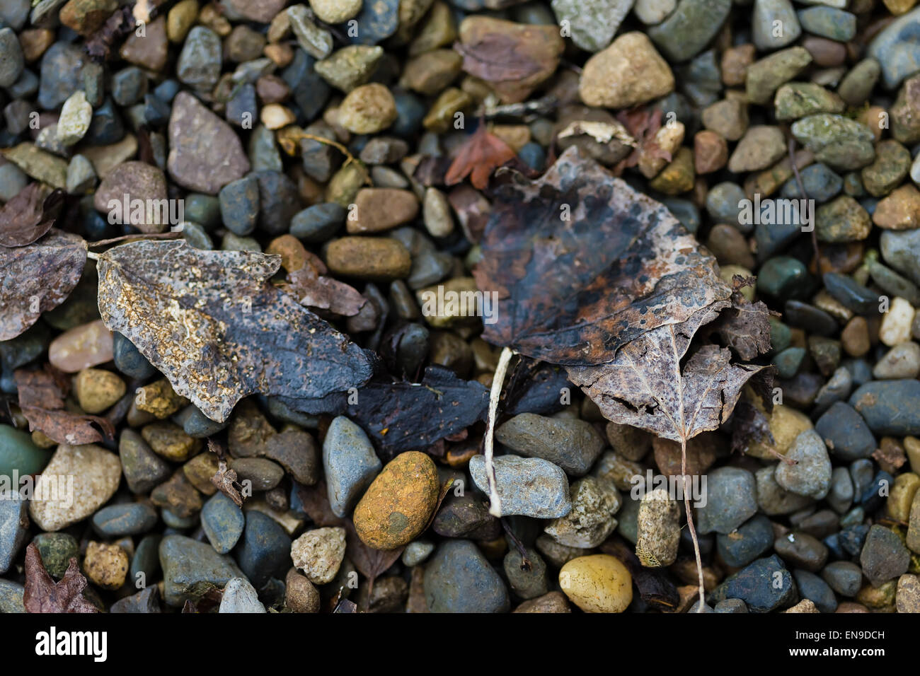 Dying cluster leaves hi-res stock photography and images - Alamy