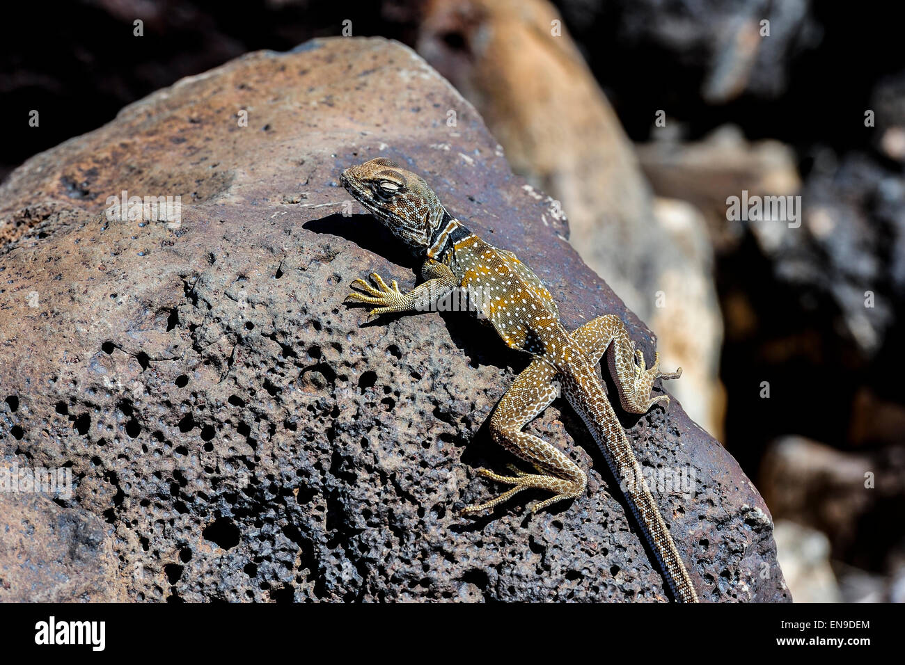 great basin collared lizard, crotaphytus bicinctores, death valley, ca ...