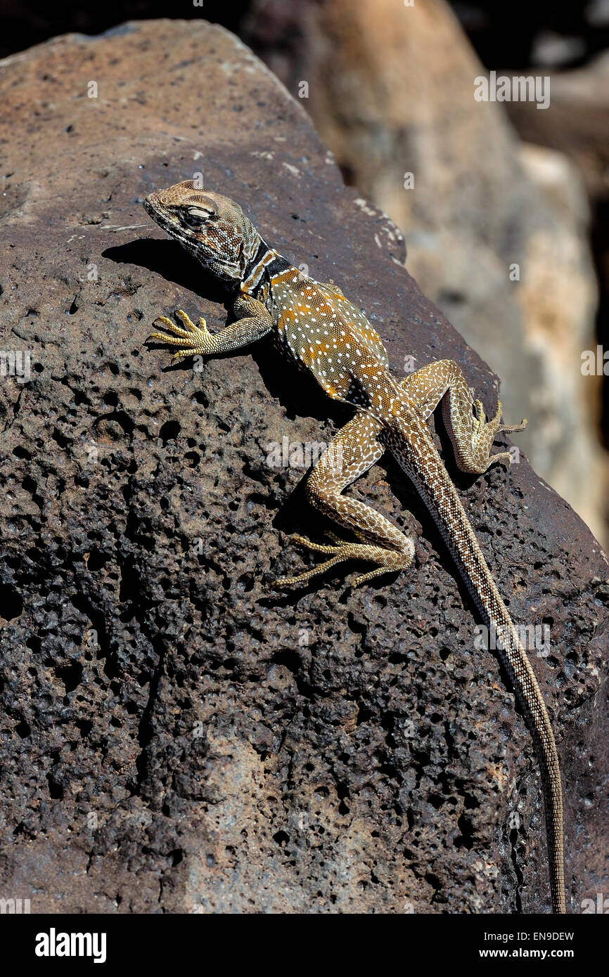 Lizard usa hi-res stock photography and images - Alamy