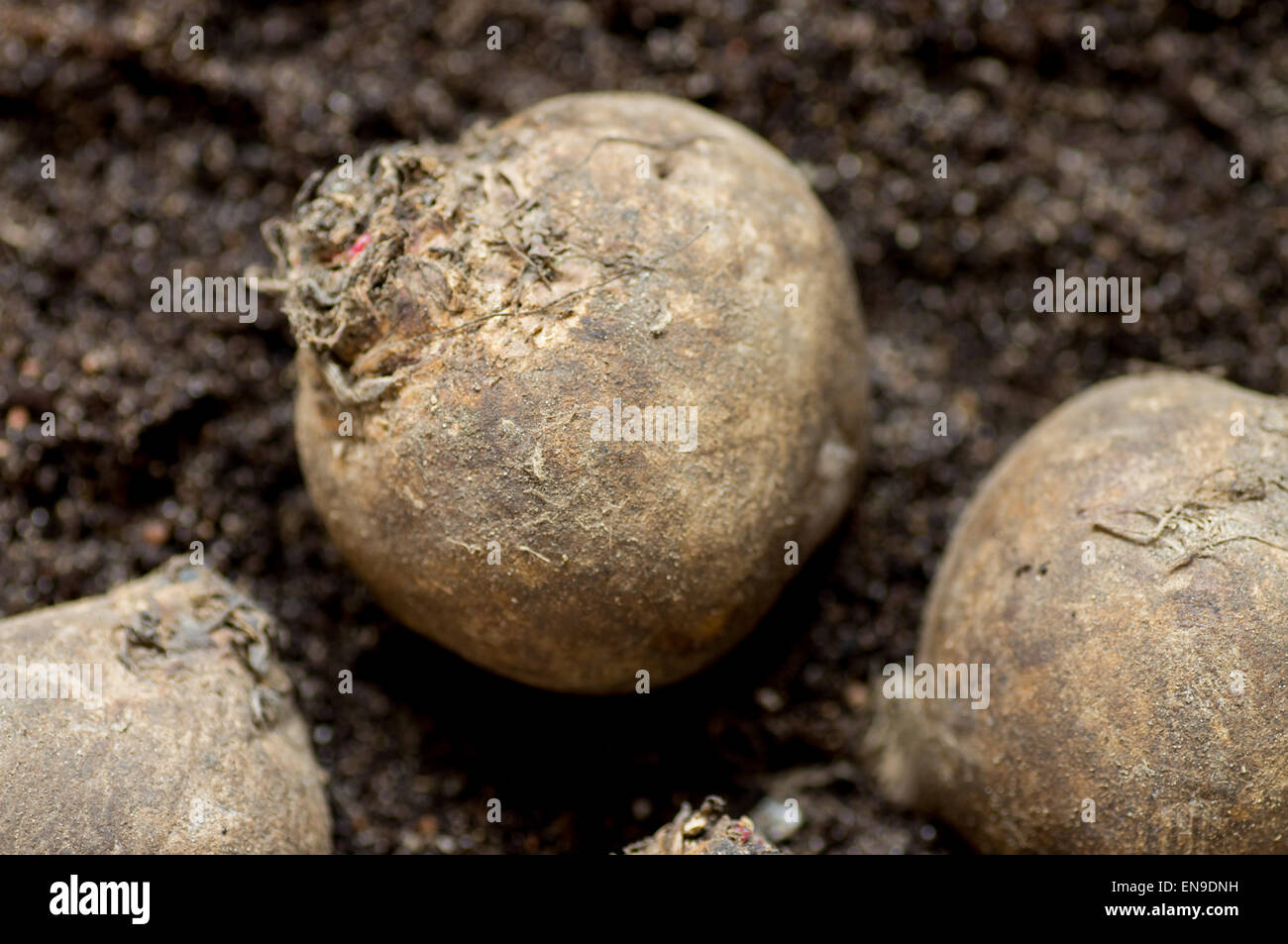 Three raw beets on the ground close-up Stock Photo - Alamy