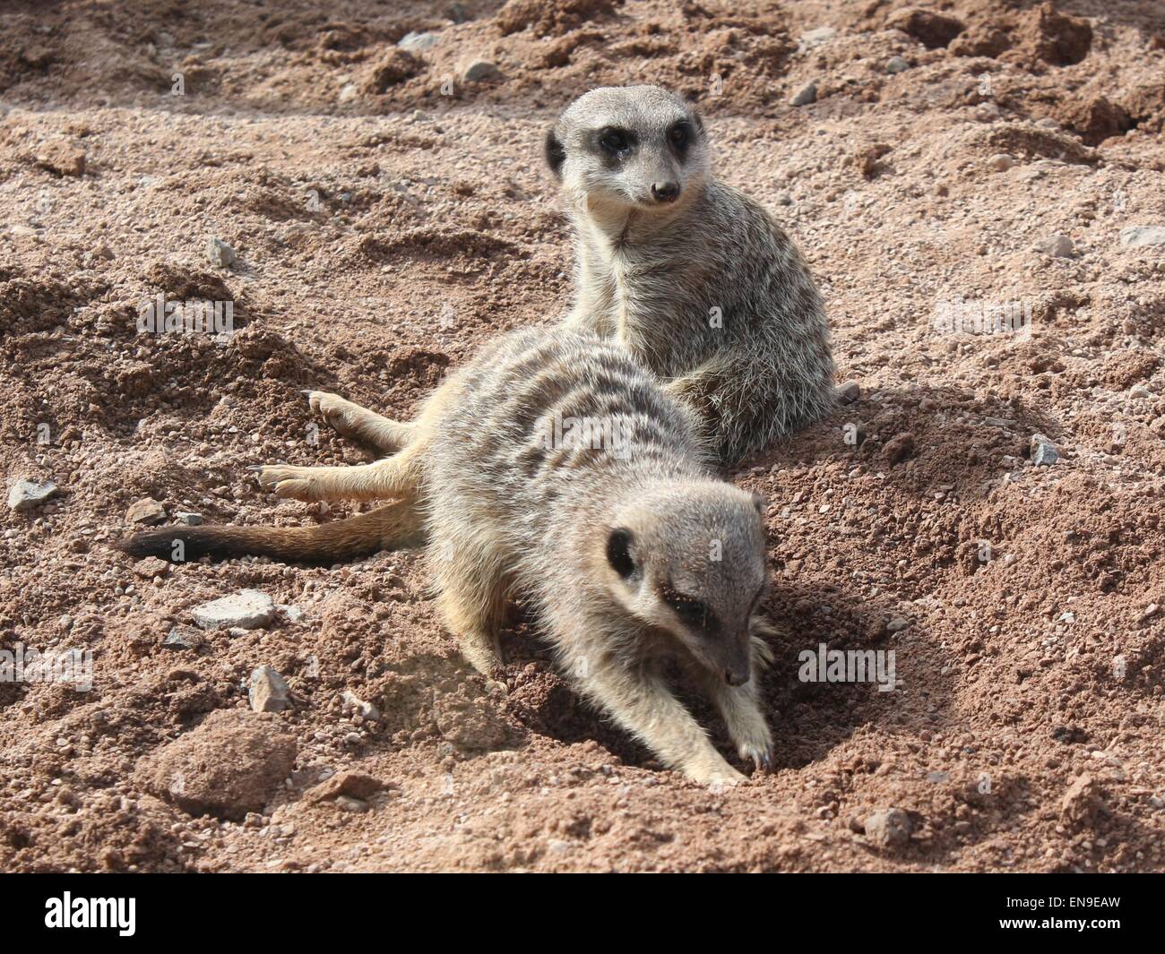 Meerkats at work and rest Stock Photo - Alamy