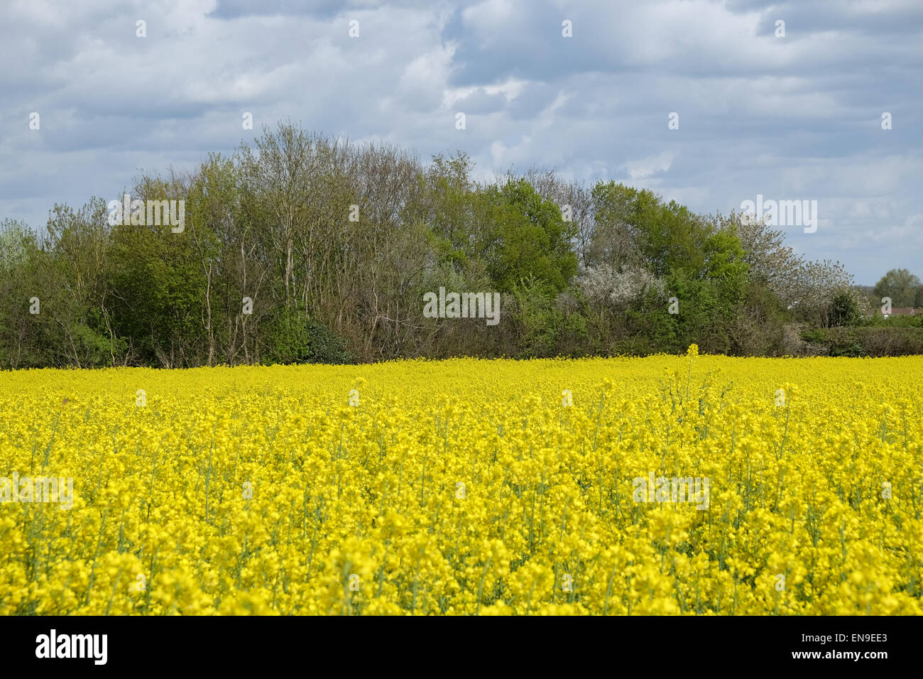 oilseed rape crop in flower Stock Photo - Alamy