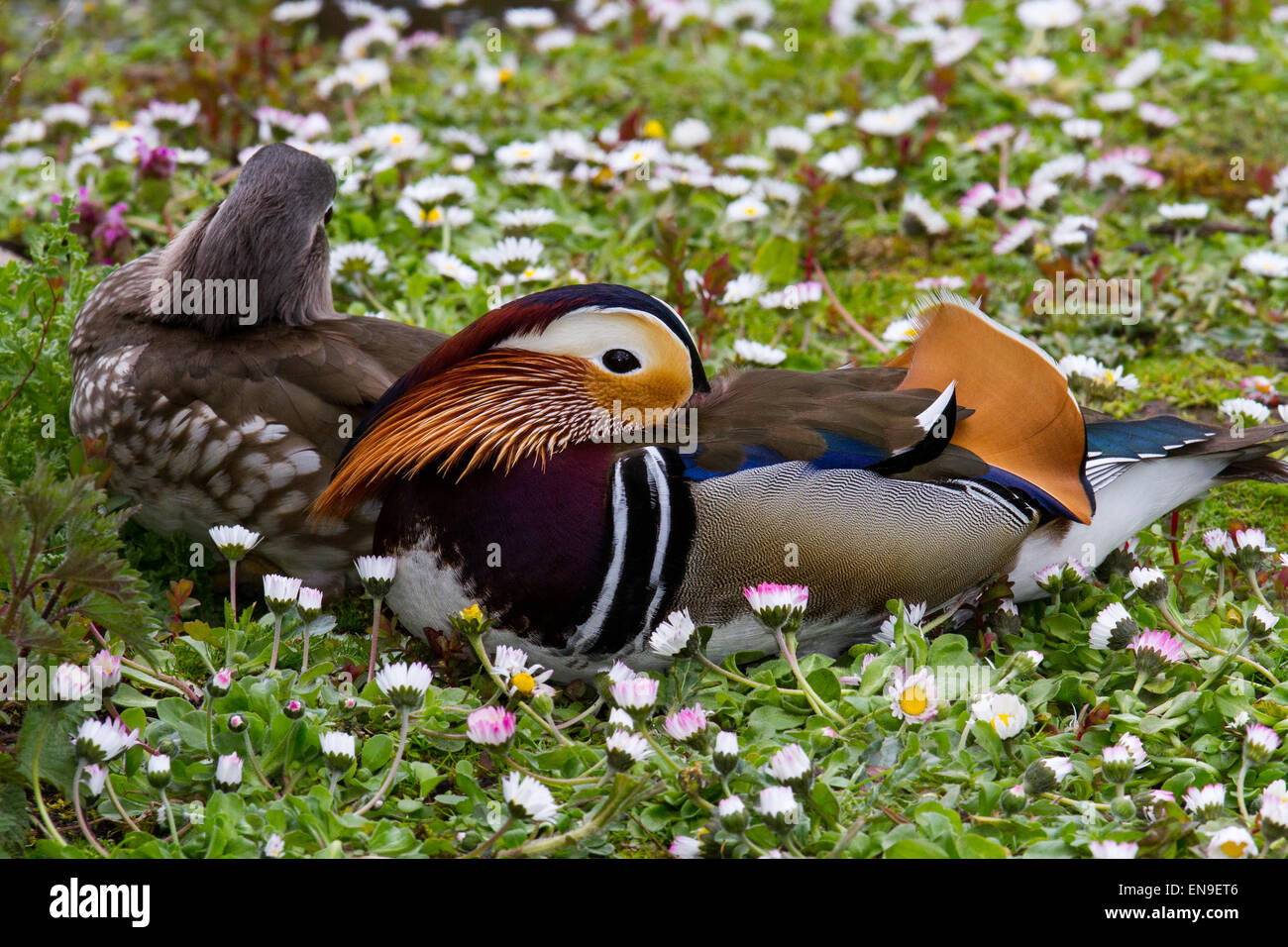 Male duck displays hi-res stock photography and images - Alamy