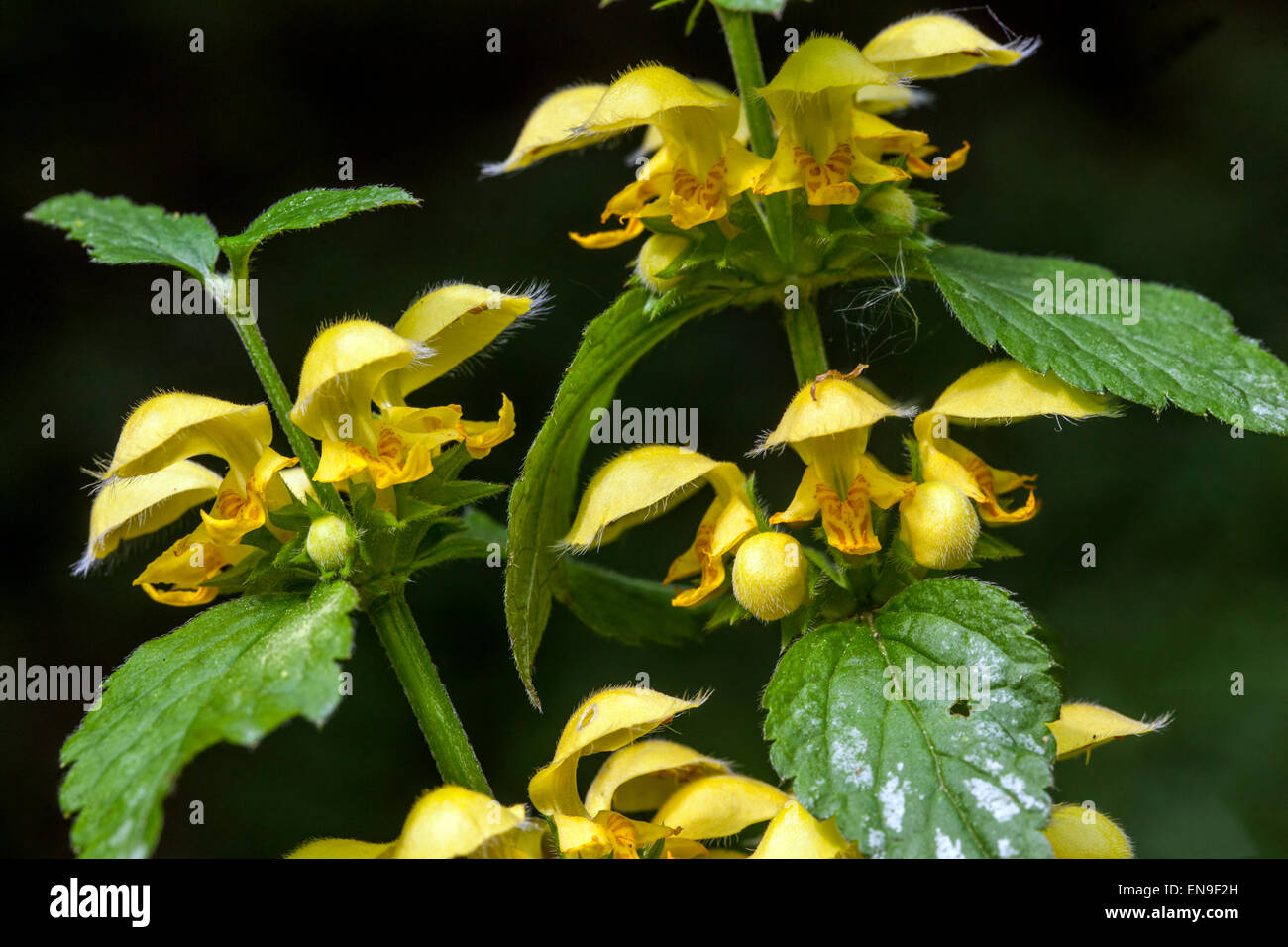 Yellow Archangel, nettle, Lamium galeobdolon " Florentinum Stock Photo ...