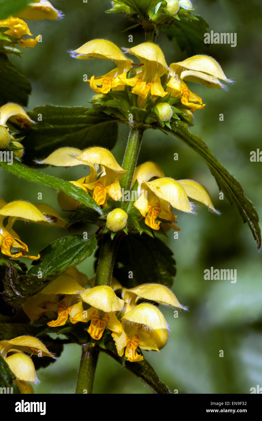 Yellow Archangel, nettle, Lamium galeobdolon " Florentinum Stock Photo ...