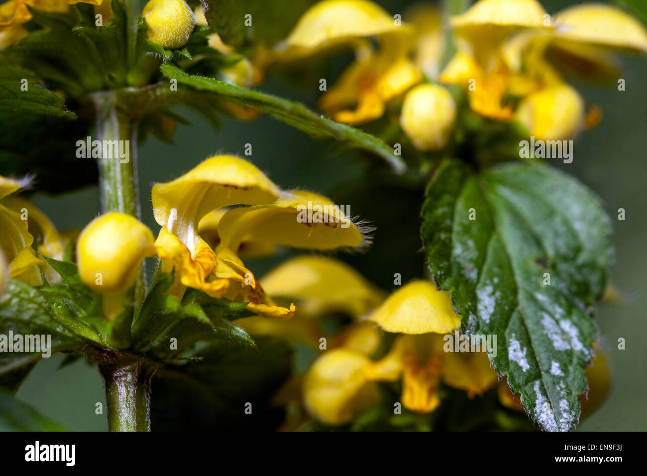 Yellow Archangel, nettle, Lamium galeobdolon " Florentinum Stock Photo ...
