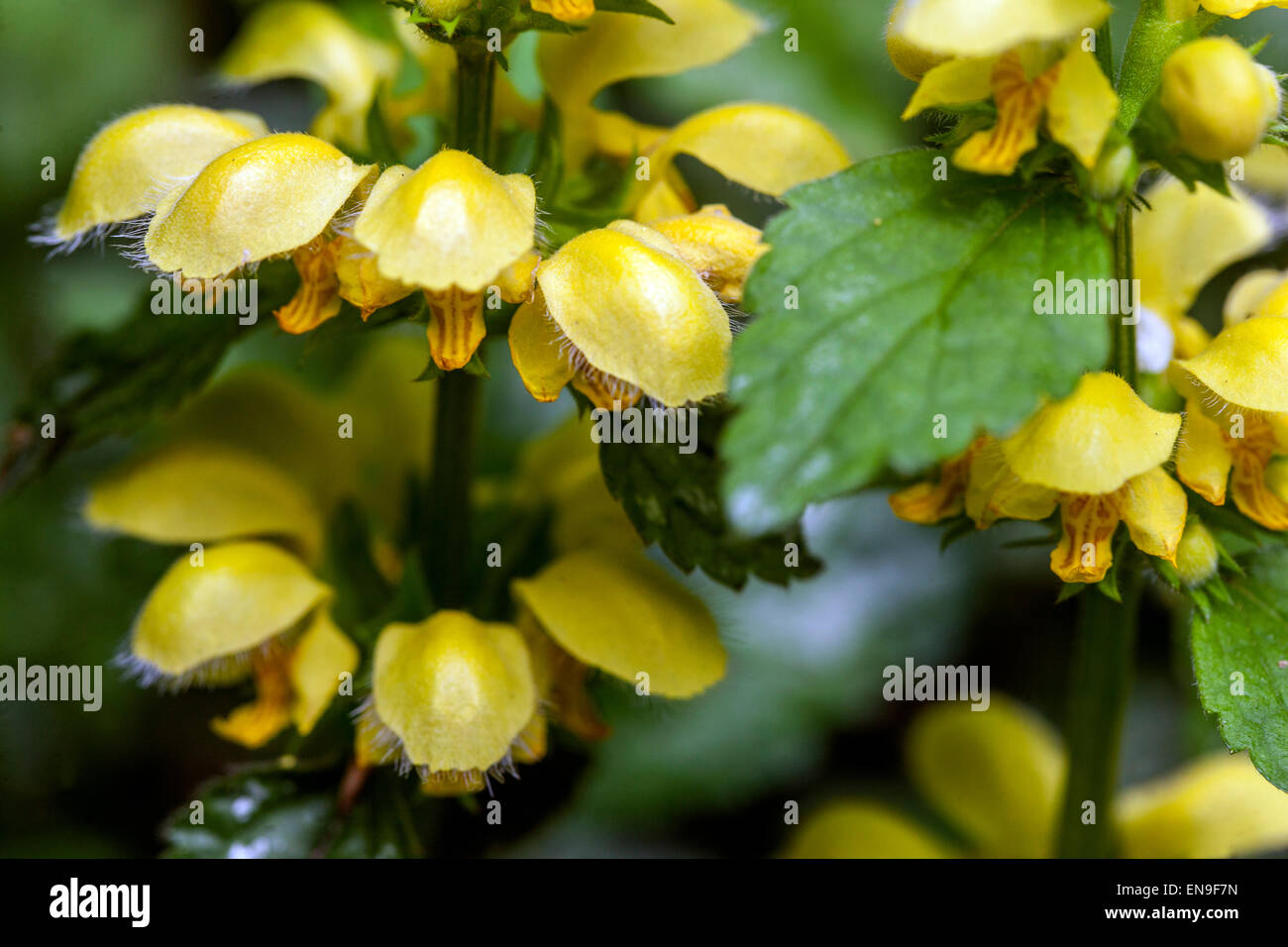 Yellow Archangel Stock Photos & Yellow Archangel Stock Images - Alamy