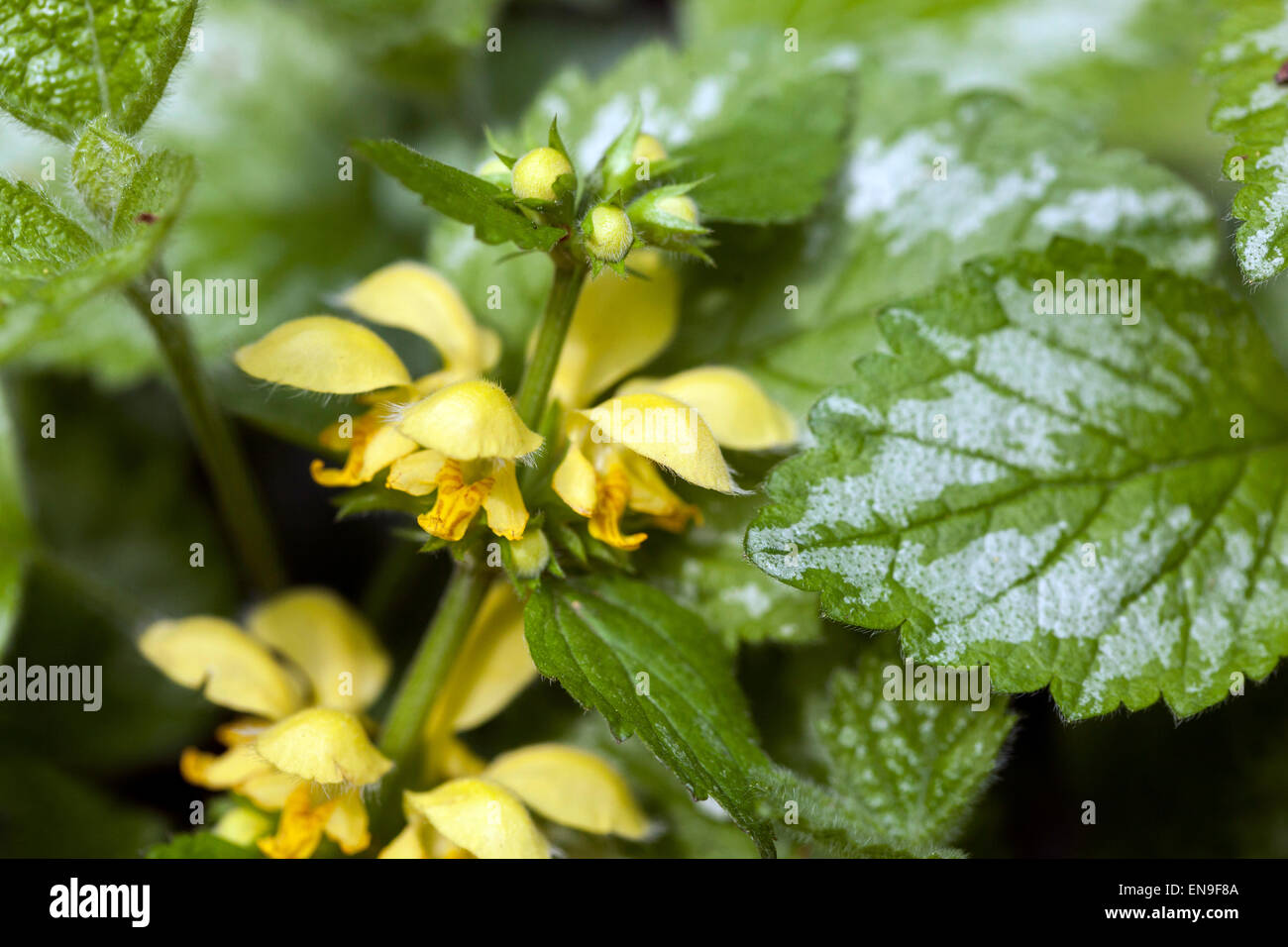 Yellow Archangel, nettle, Lamium galeobdolon " Florentinum Stock Photo ...