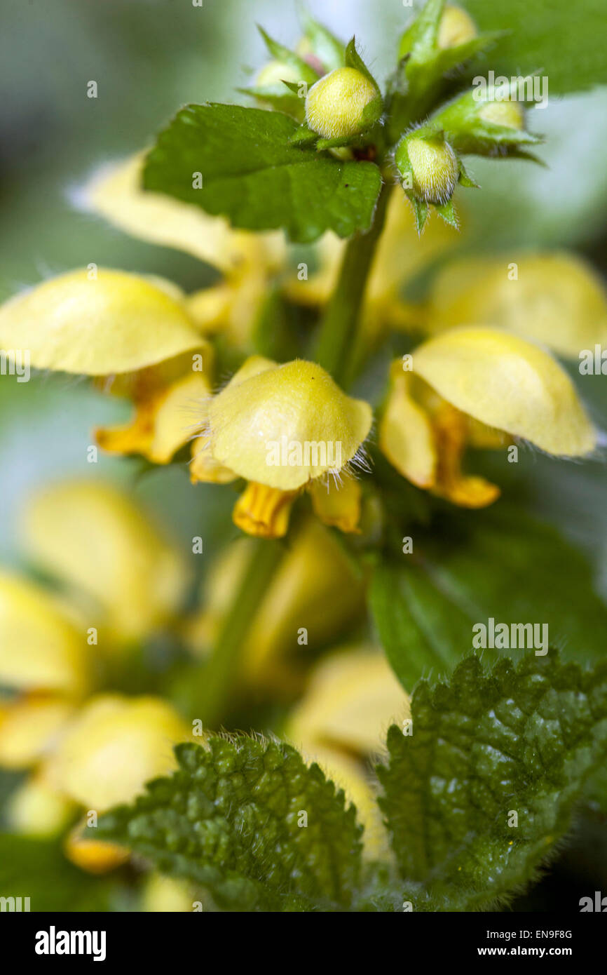 Yellow Archangel, nettle, Lamium galeobdolon " Florentinum Stock Photo ...