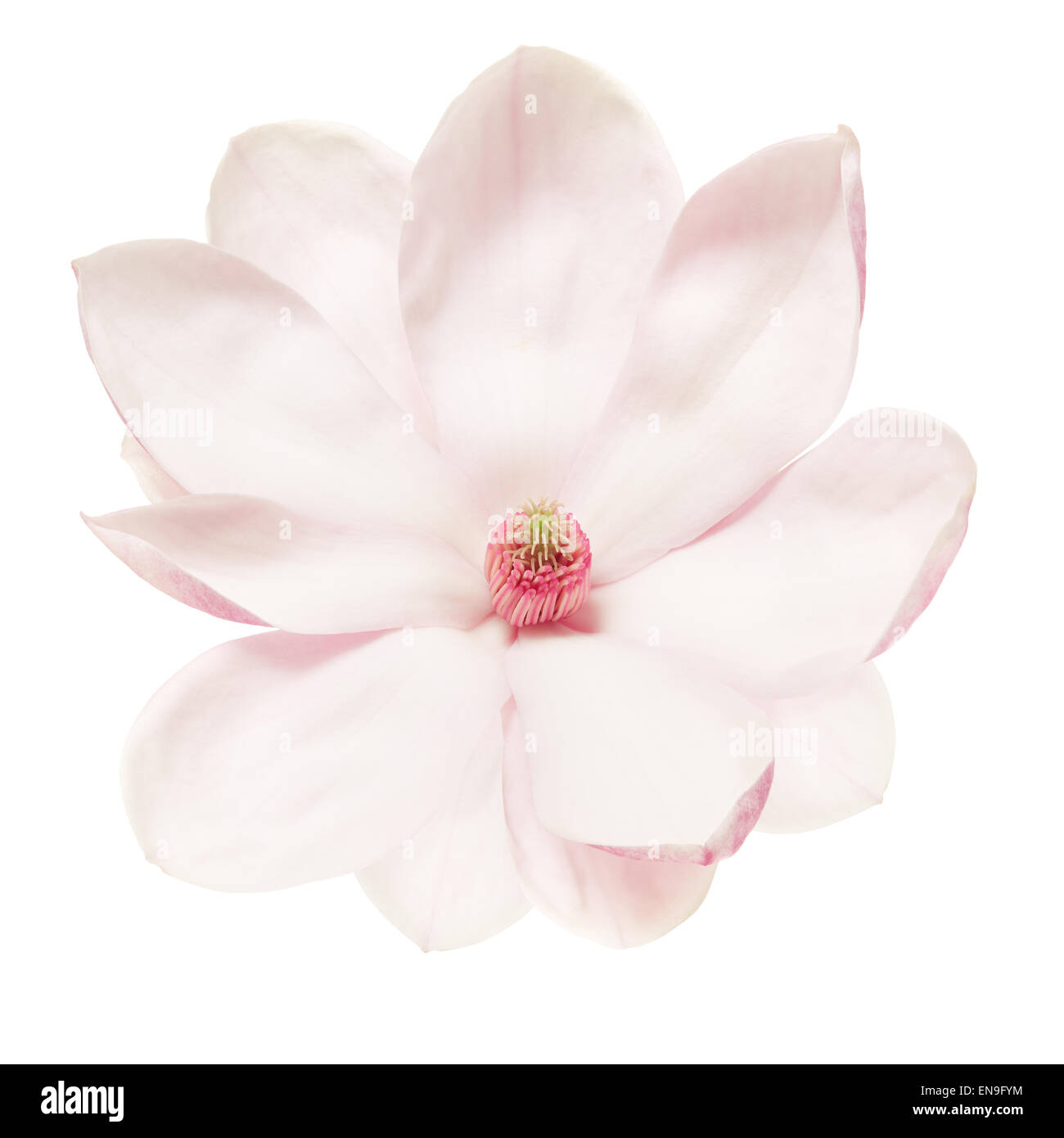 White and pink magnolia flower hi-res stock photography and images - Alamy