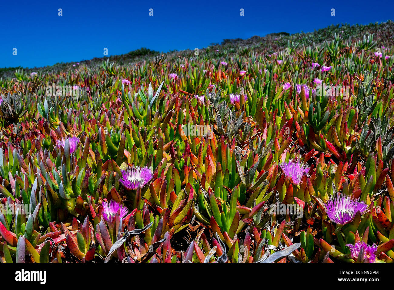 carpobrotus chilensis, sea fig Stock Photo - Alamy
