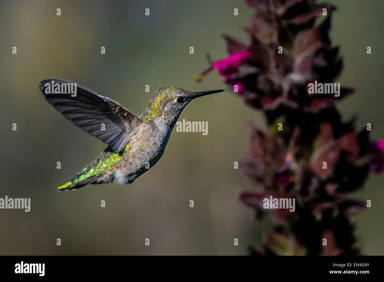 anna's hummingbird, calypte anna Stock Photo - Alamy