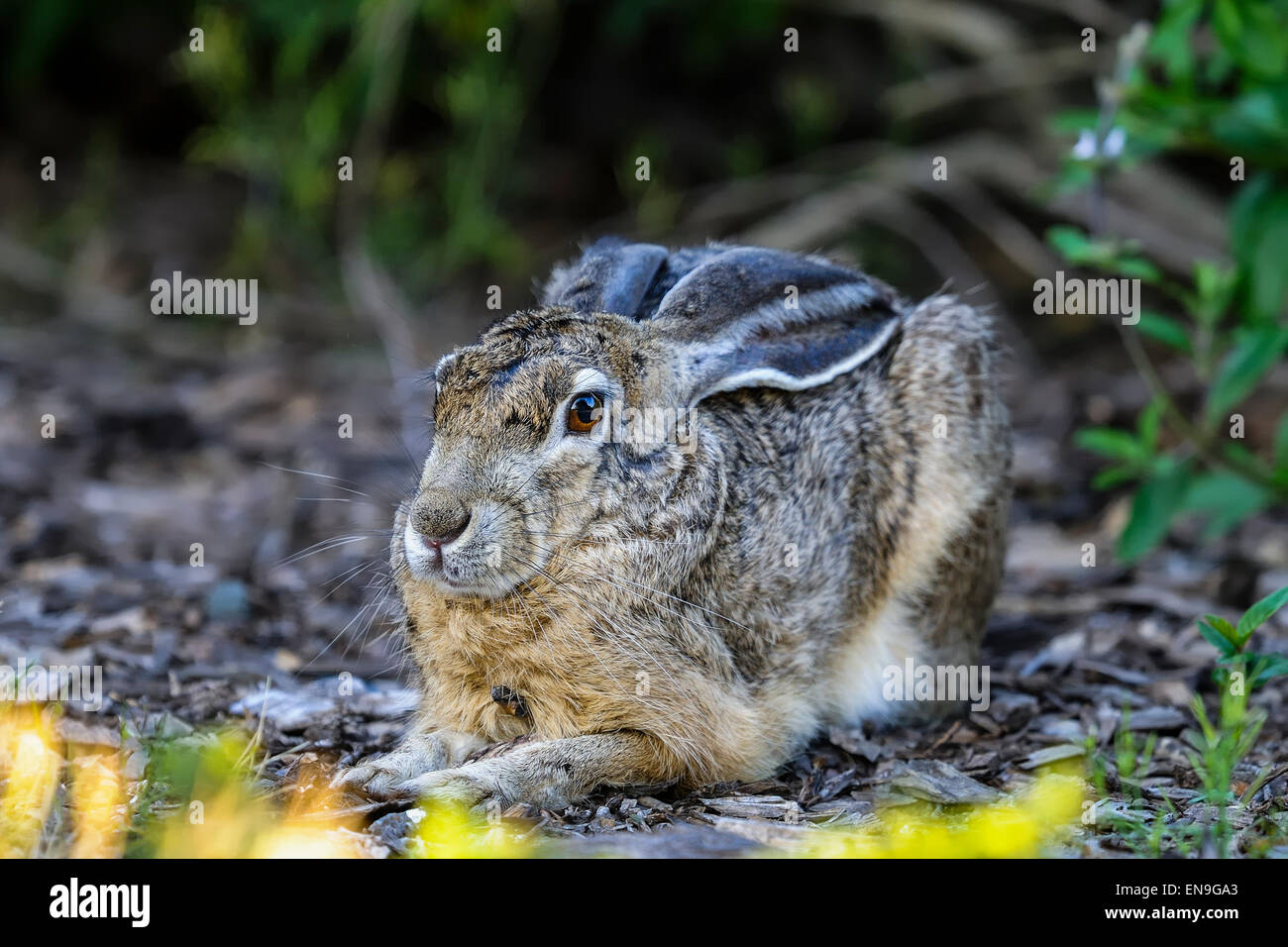black-tailed jackrabbit, lepus californicus Stock Photo - Alamy