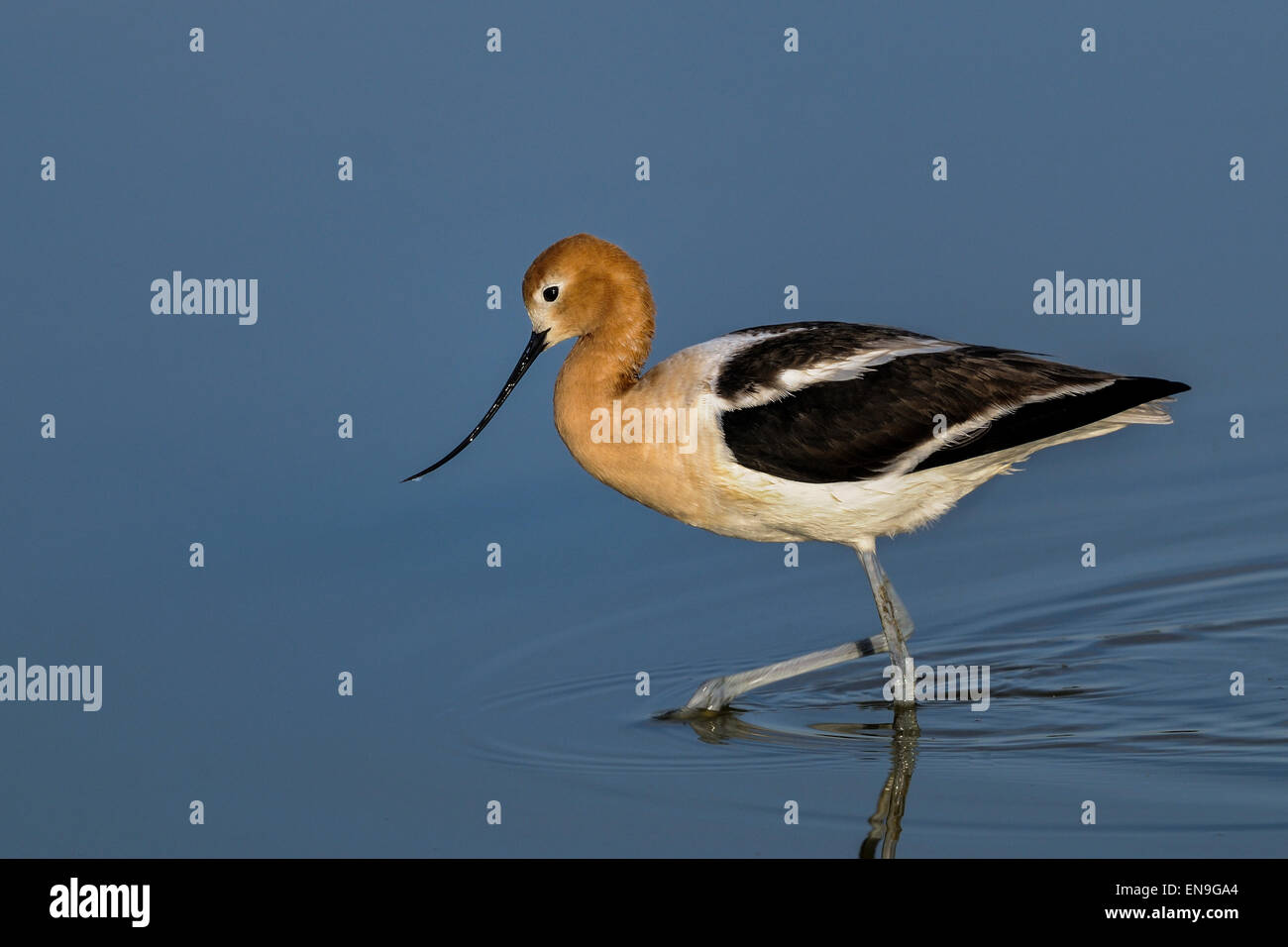 Avocet legs hi-res stock photography and images - Alamy