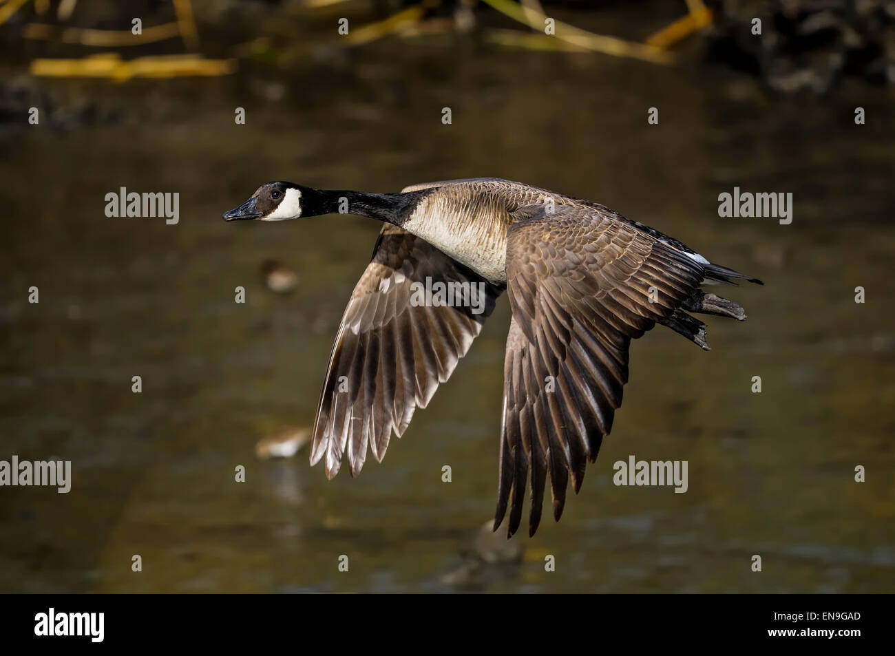 Canada goose wingspan hi-res stock photography and images - Alamy