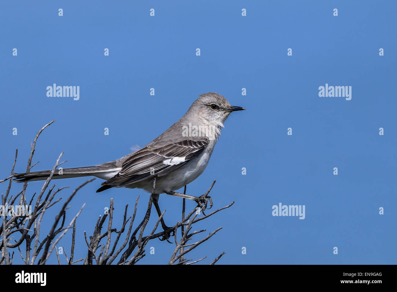 northern mockingbird, mimus polyglottos Stock Photo - Alamy