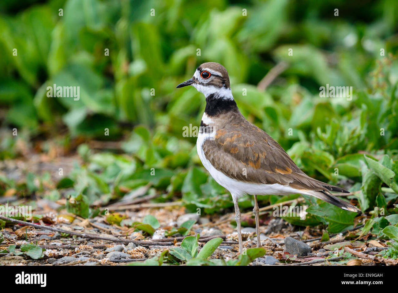 Killdeer hi-res stock photography and images - Alamy