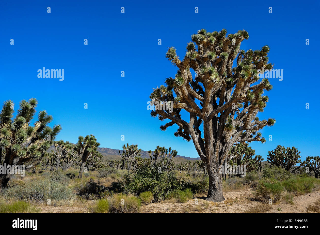 joshua tree, mojave desert, california Stock Photo - Alamy