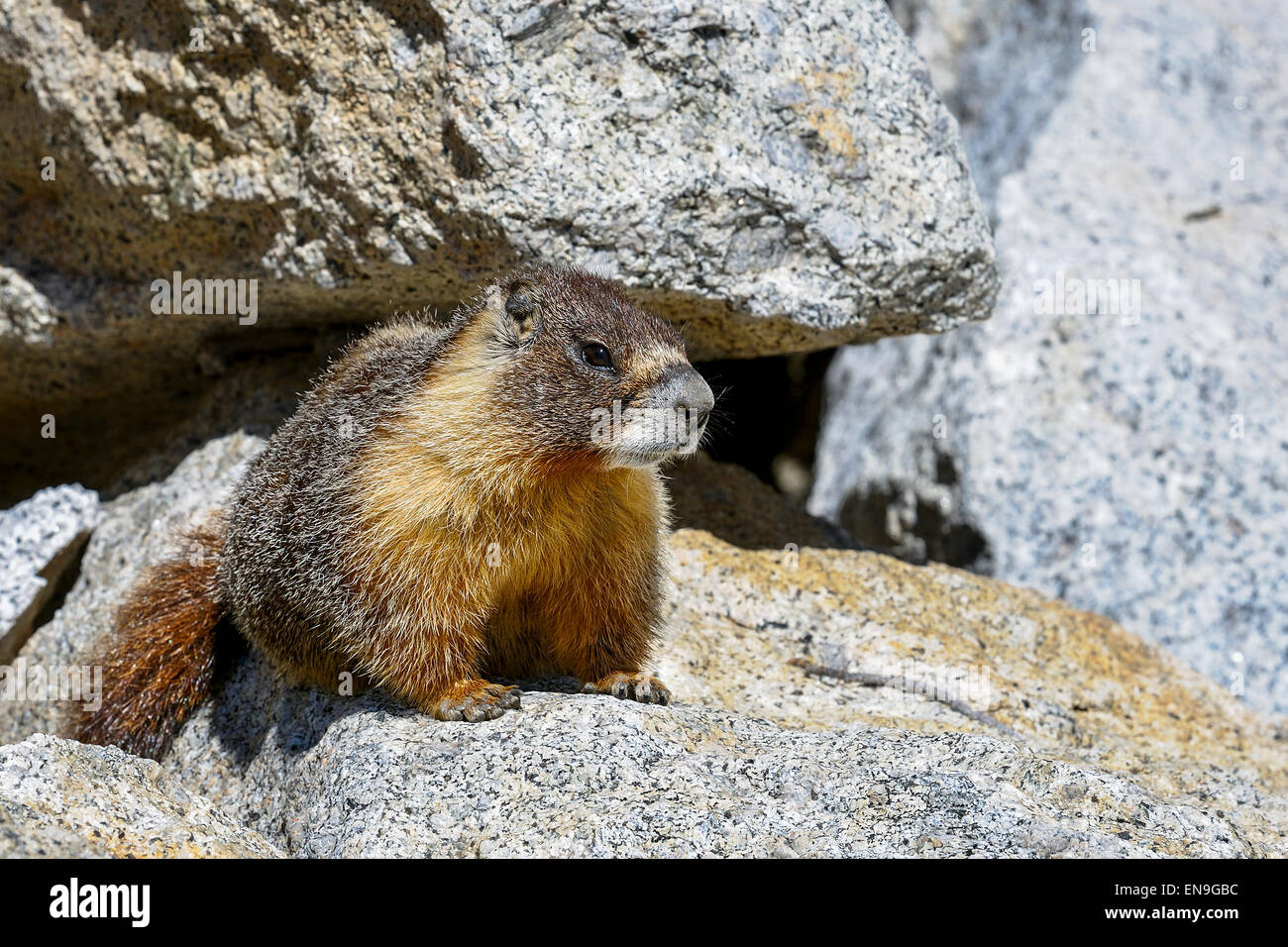 yellow-bellied marmot, yosemite national park, california Stock Photo ...