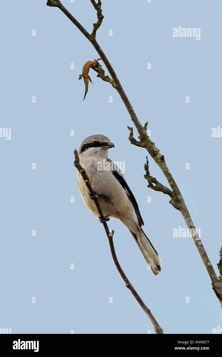 Shrike larder hi-res stock photography and images - Alamy