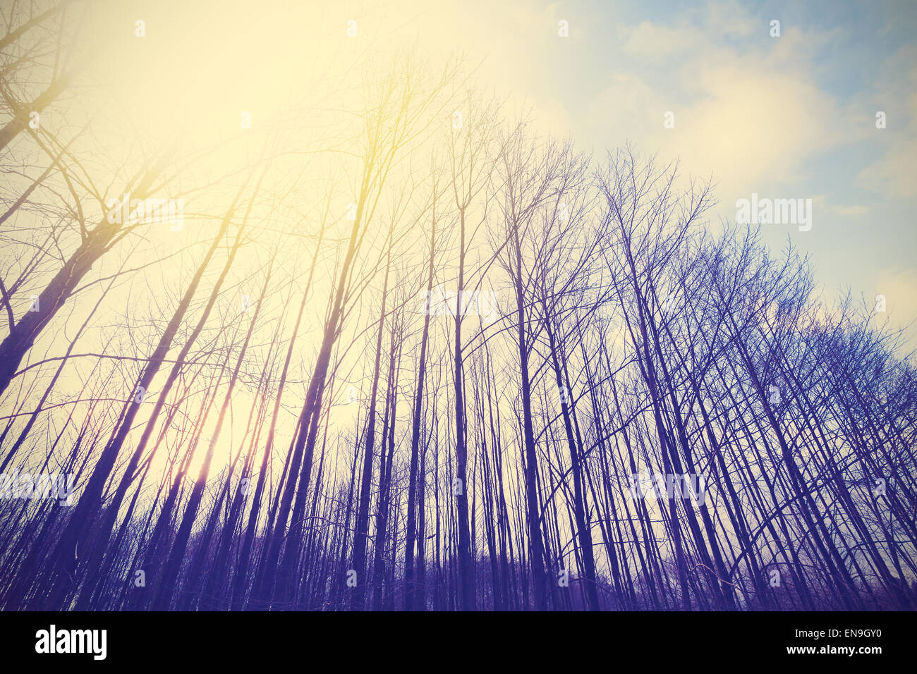 Vintage toned peaceful forest with vignette effect Stock Photo - Alamy