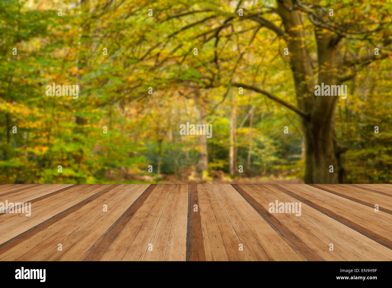 Beautiful vibrant golden Autumn Fall forest landscape with wooden ...
