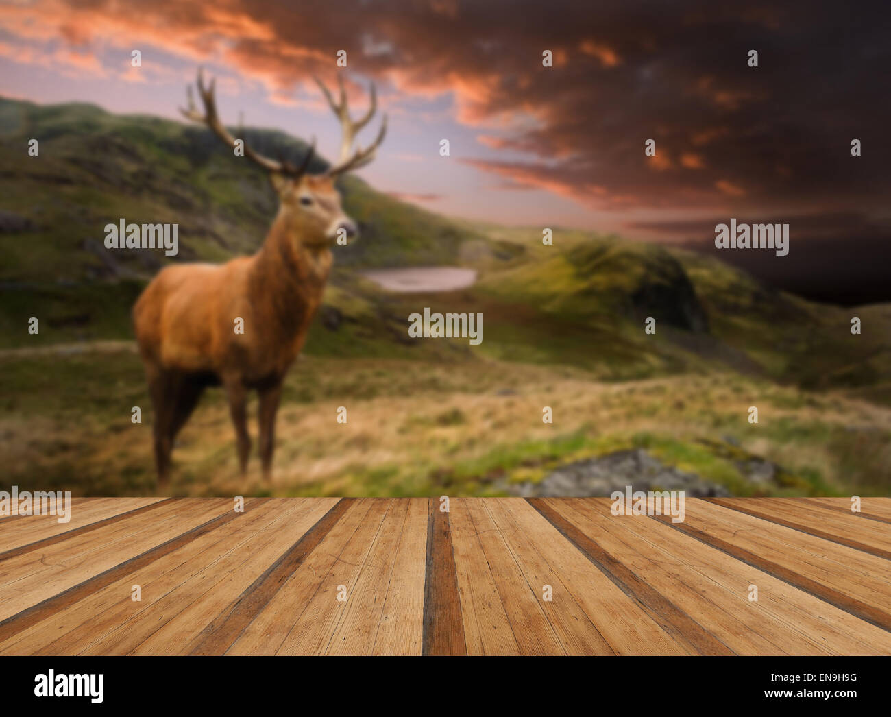 Stag mountain hi-res stock photography and images - Alamy