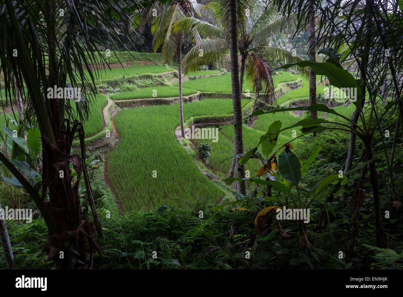 Irrigated rice field hi-res stock photography and images - Alamy