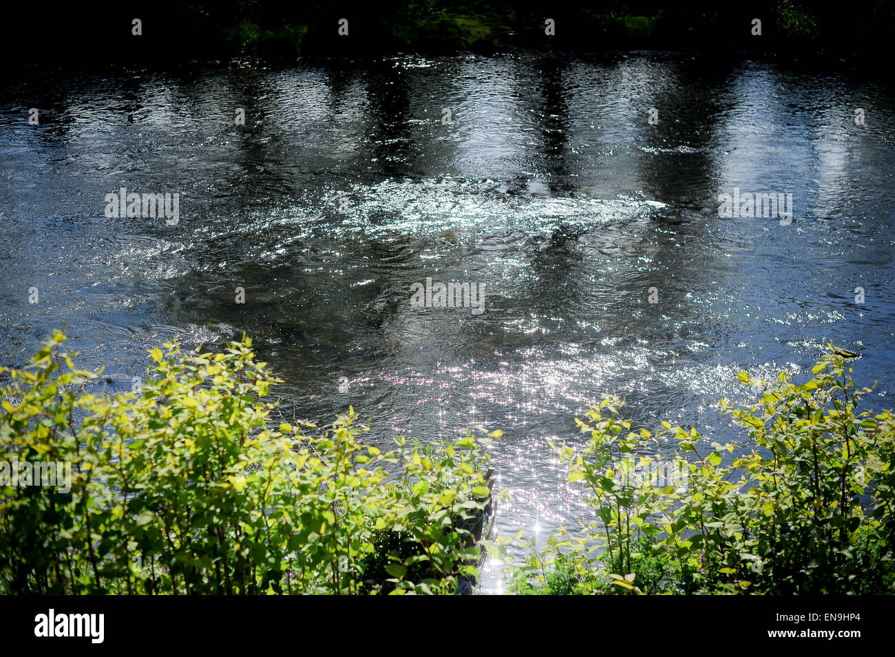 Sparkling light on the river Stock Photo - Alamy