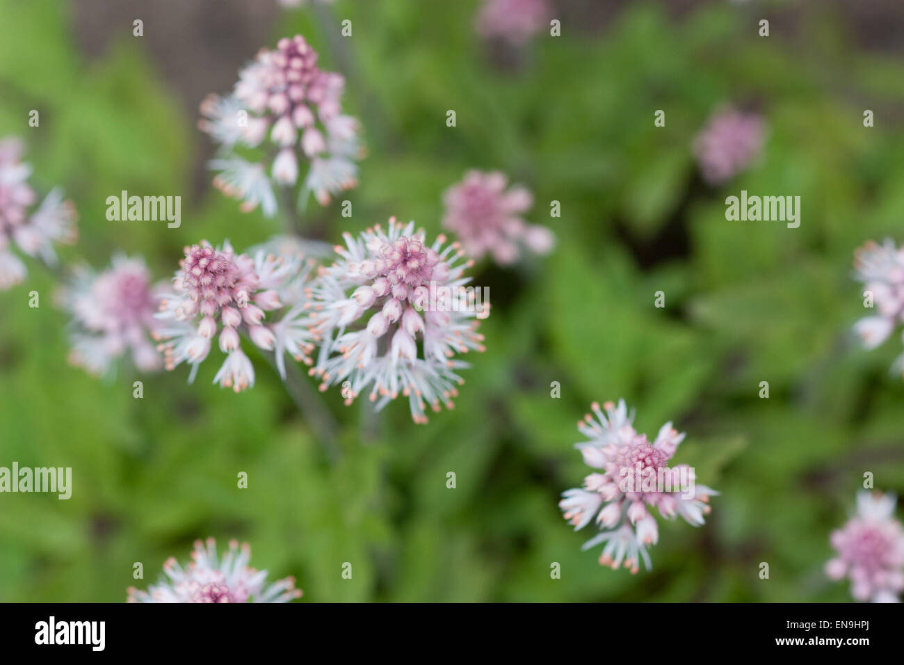 Tiarella cordifolia hi-res stock photography and images - Alamy