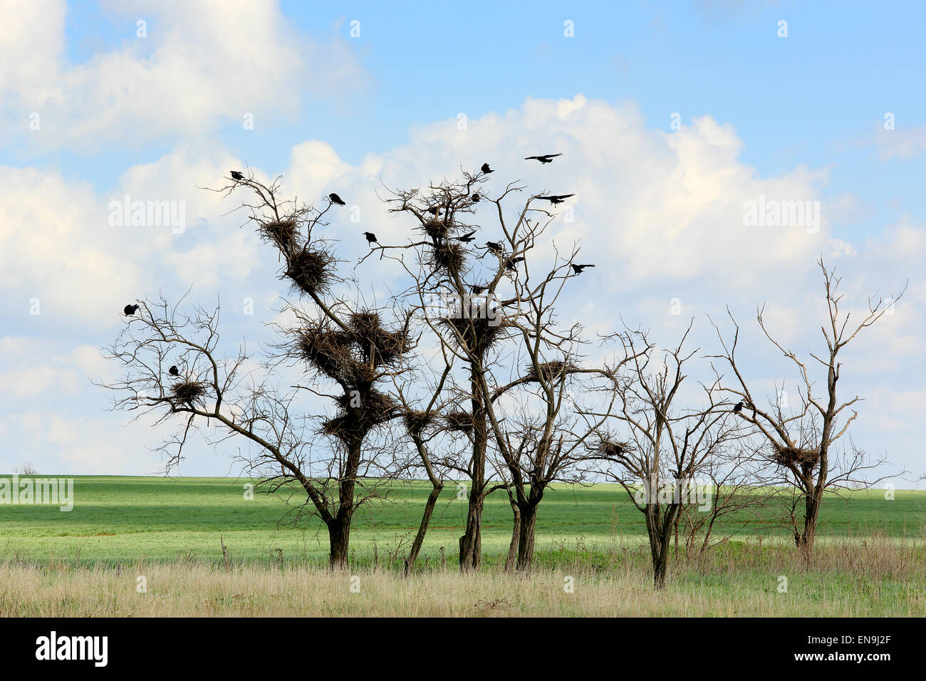 Rostov reserve hi-res stock photography and images - Alamy