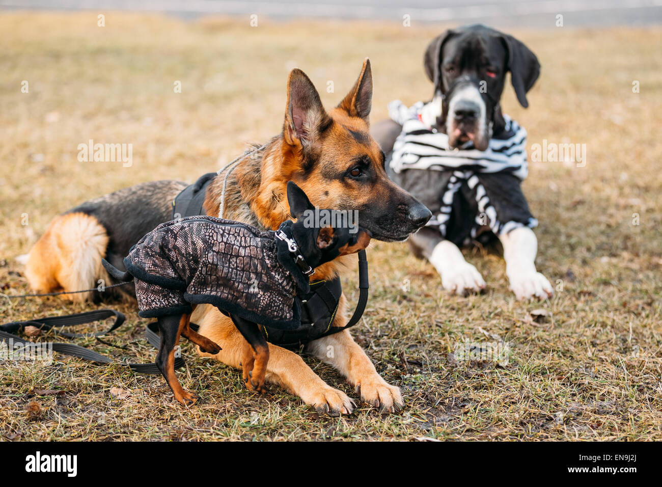 Miniature German Shepherd Mix