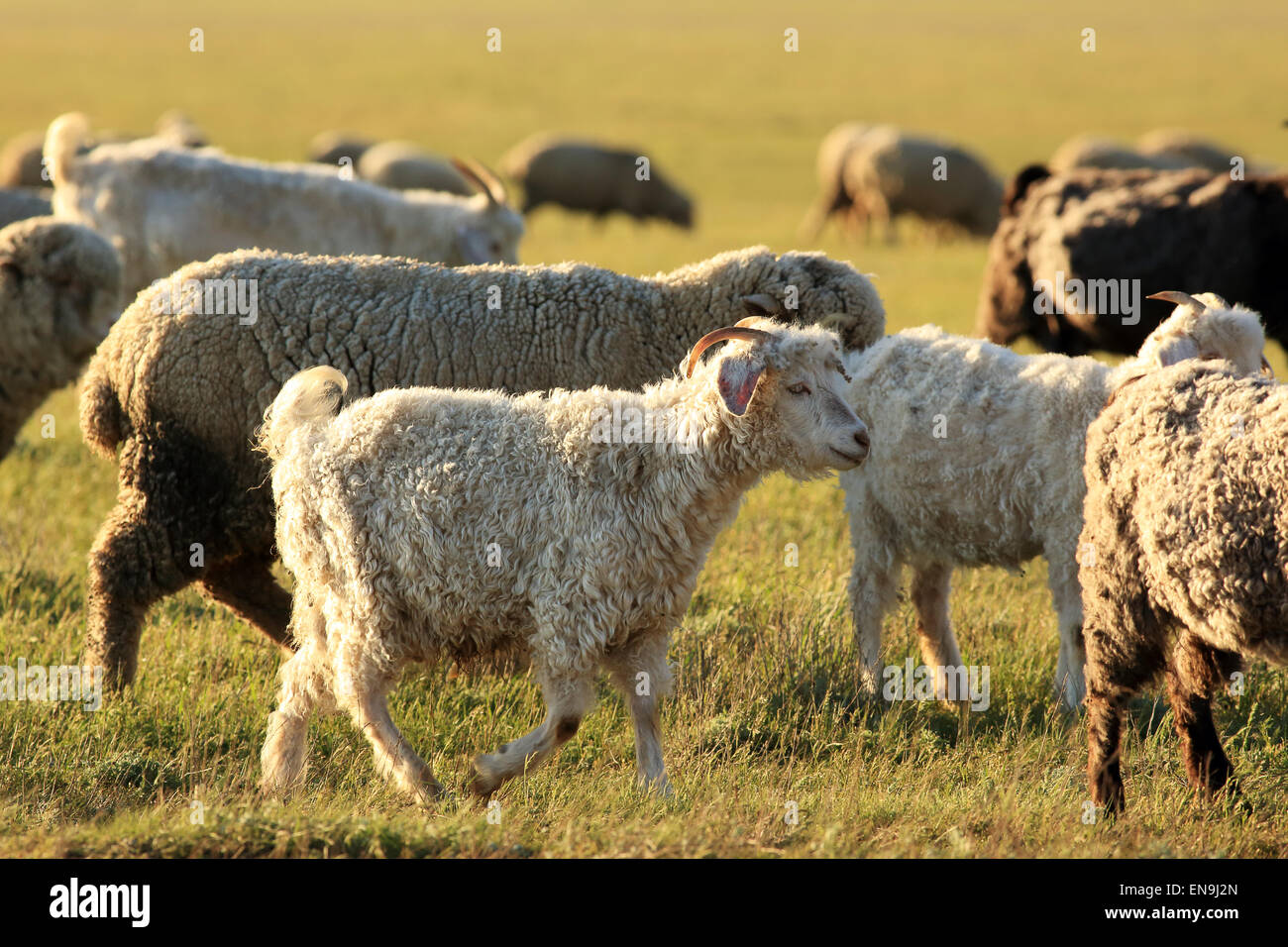 Steppe sheep kalmykia hi-res stock photography and images - Alamy